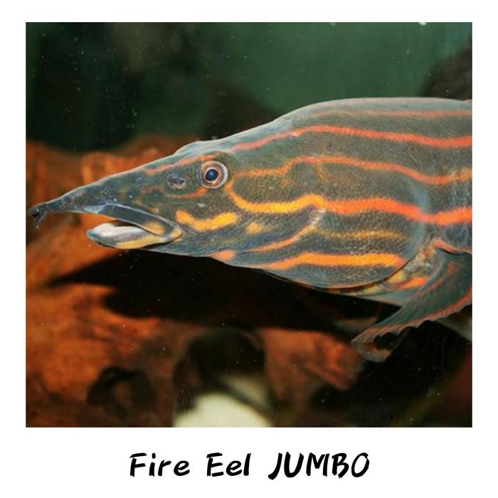 Jual HIASAN AQUARIUM IKAN FIRE EEL MASTACEMBELUS SILI API BIG SIZE ...