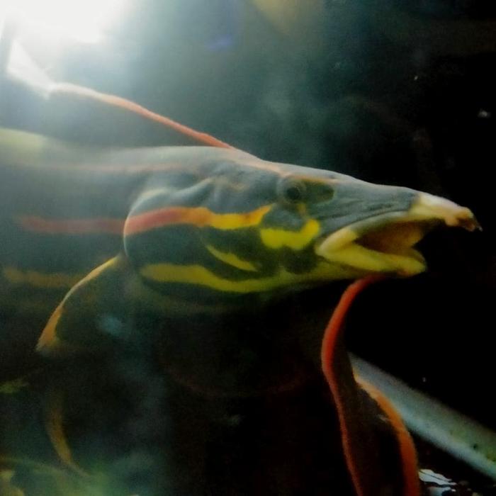 Jual Hiasan Aquarium Ikan Sili Api Tiger Eel Big Size Ikan Hias ...