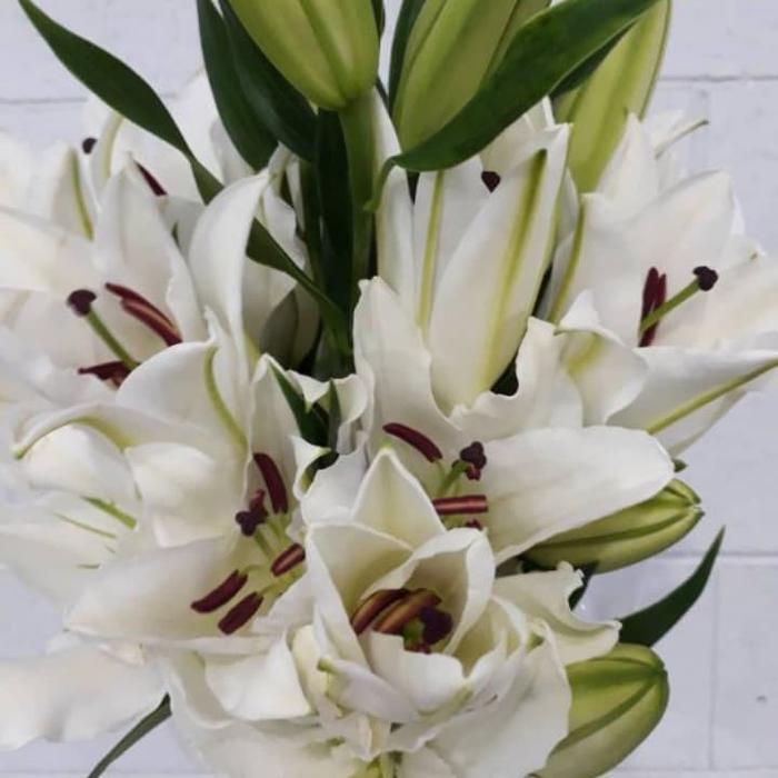 Jual bunga Lily Casablanca segar / bunga Lily tangkai cantik - Jakarta ...