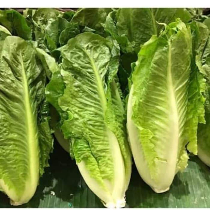 Jual Sayur Romen Sayuran Lettuce Roman Segar Romain 250gr - Kota ...