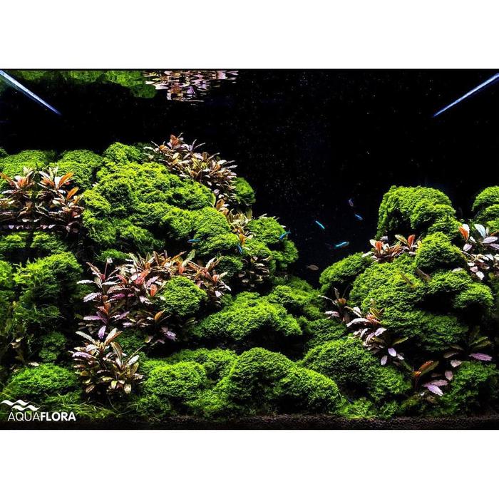Jual Moss Ricardia Mini Pelia Clump Porsi Mika - Lumut Tanaman ...