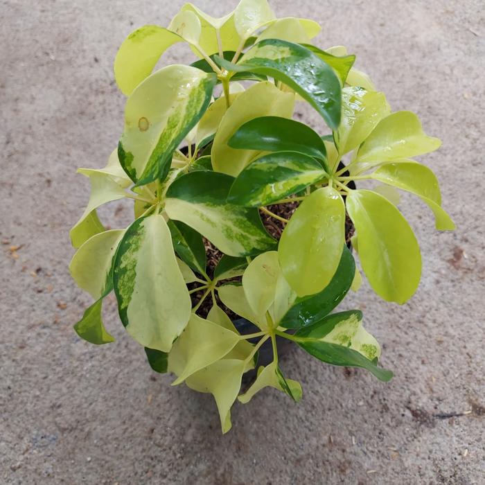 Jual tanaman walisongo varigata daun lebar + pot - Jakarta Utara ...