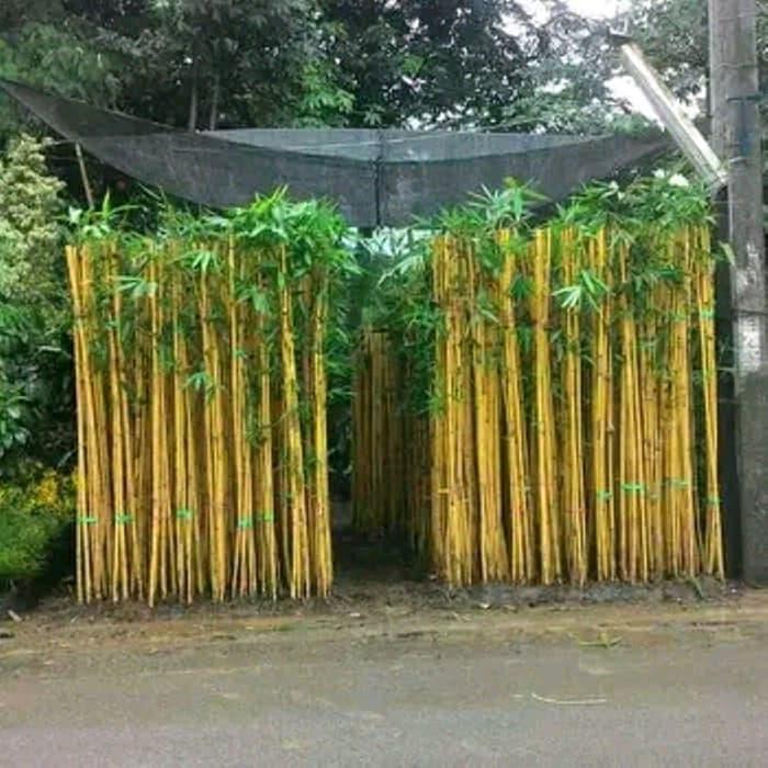 Jual bambu kuning/tanaman pagar /tanaman pagar terbaik - Jakarta ...