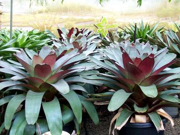 Jual Tanaman hias bromelia giant impeliaris - Pohon bromelia besar ...