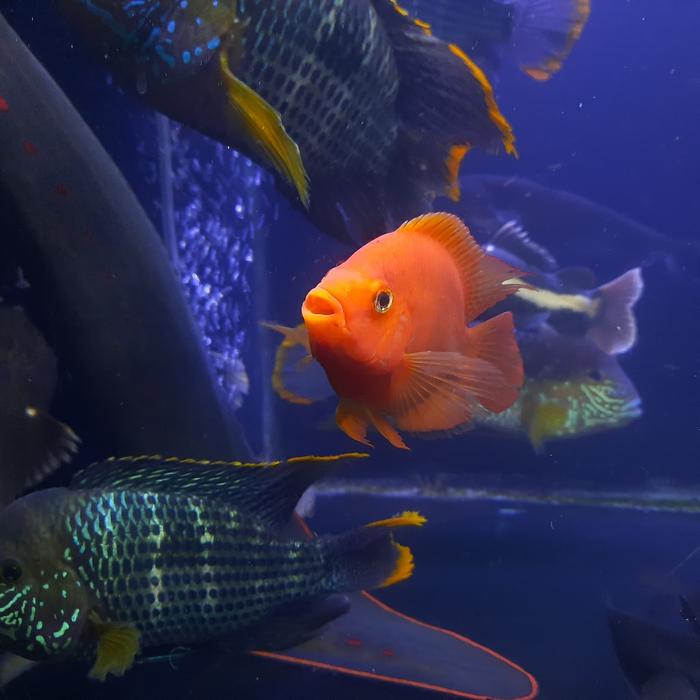 Jual Hiasan Aquarium Ikan Red Parrot Pedes Tankmate Ikan Predator ...