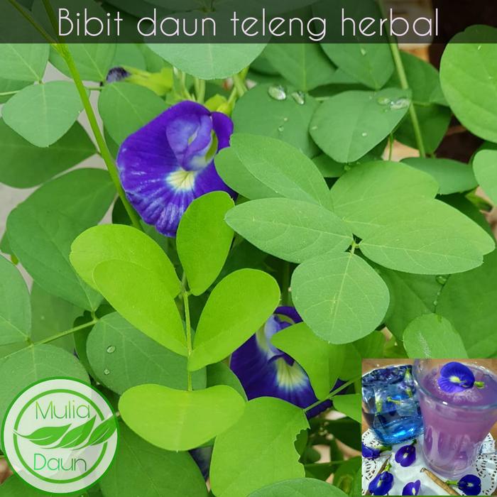 Jual bibit tanaman herbal bunga telang/pohon daun teleng - Kab. Bogor ...