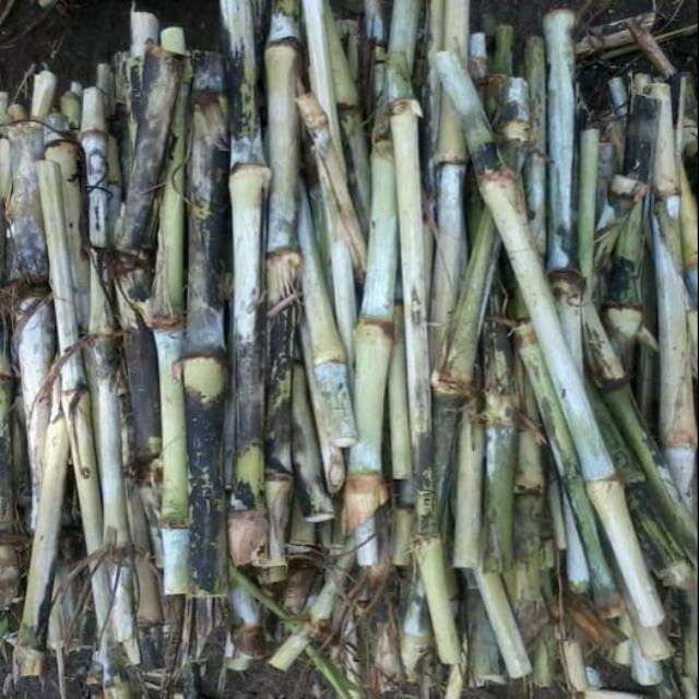 Jual Bibit rumput gajah raja king grass cutingg stek pakan bernutrisi ...