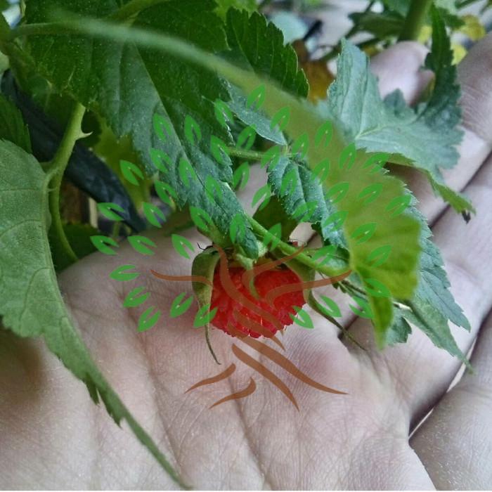Jual Bibit Tanaman Buah Raspberry-Bibit Rasberry-Bibit Buah Rasberi ...