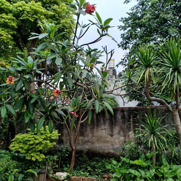Pohon Kamboja