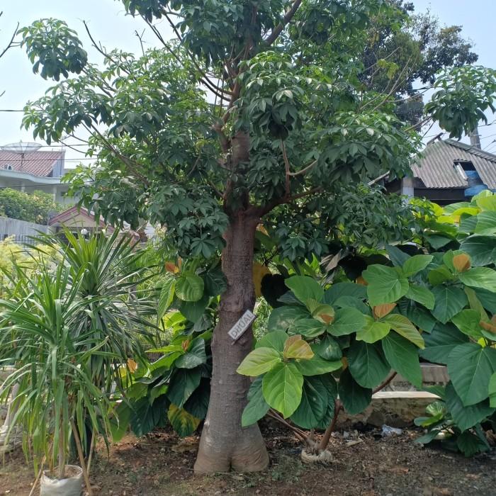 Jual Pohon Baobab atau Kaki Gajah - Jakarta Barat - dayplant landscape ...
