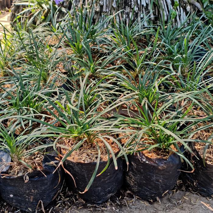 Jual Kucai Mini - Jakarta Barat - dayplant landscape | Tokopedia