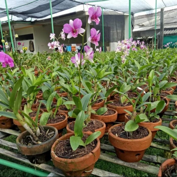 Pohon Anggrek