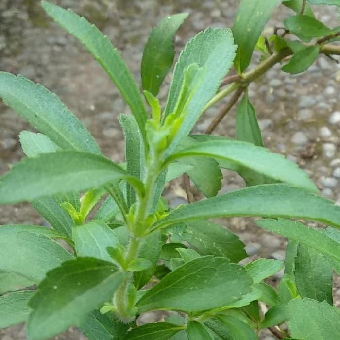 Jual Bibit Tanaman Daun Stevia - Daun Manis - Daun Gula Alami - Obat ...