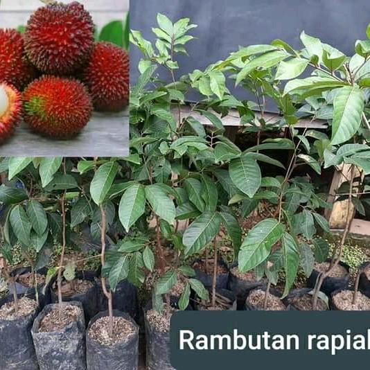 Pohon Rambutan Rapiah